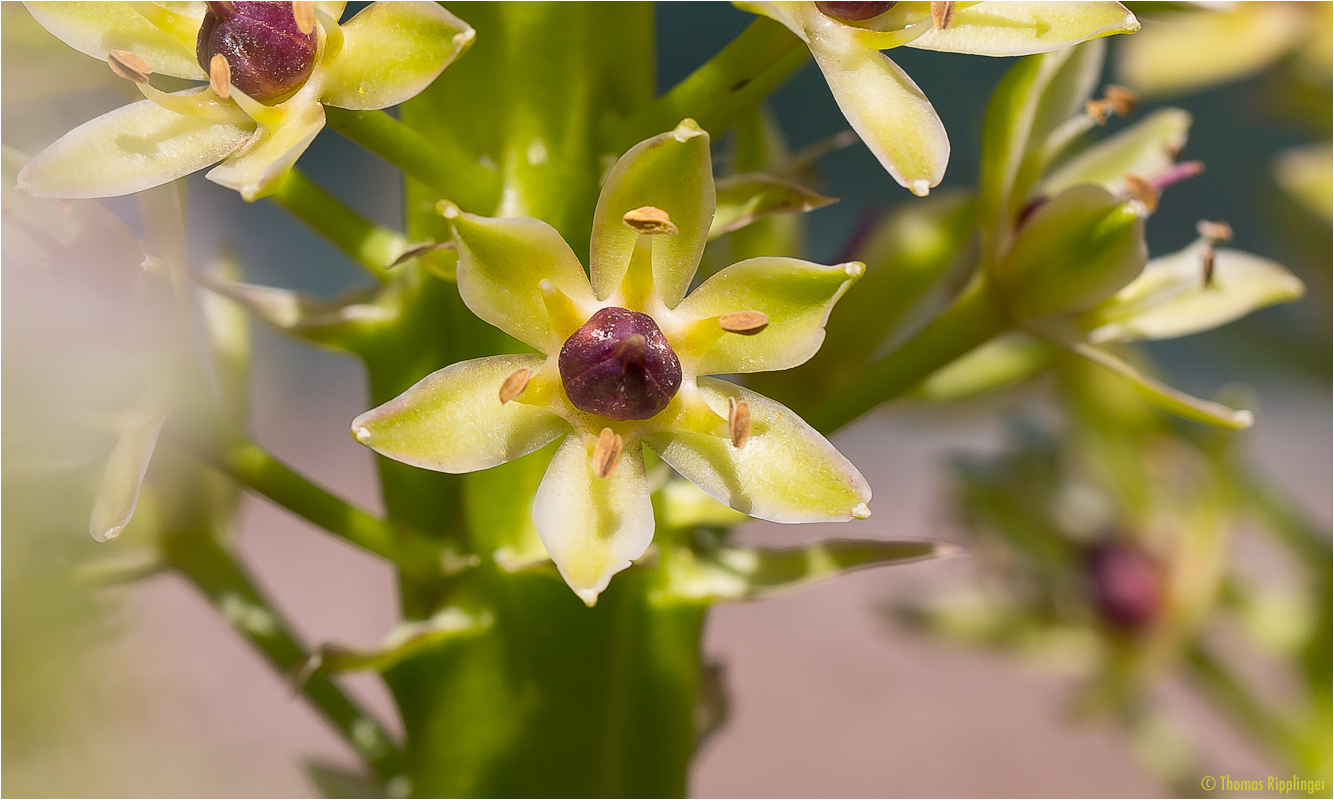 Ananasblume (Eucomis comosa = Eucomis punctata)..... Foto & Bild ...