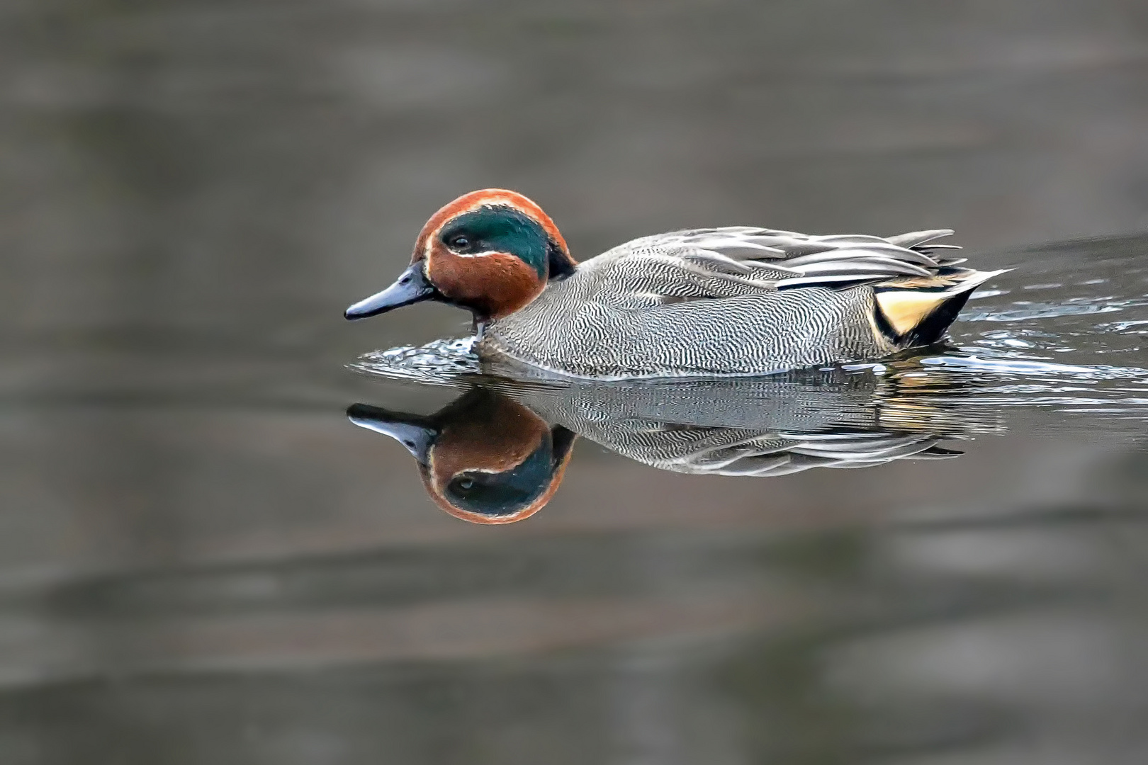 Anas crecca Foto & Bild | deutschland, europe, nordrhein- westfalen ...