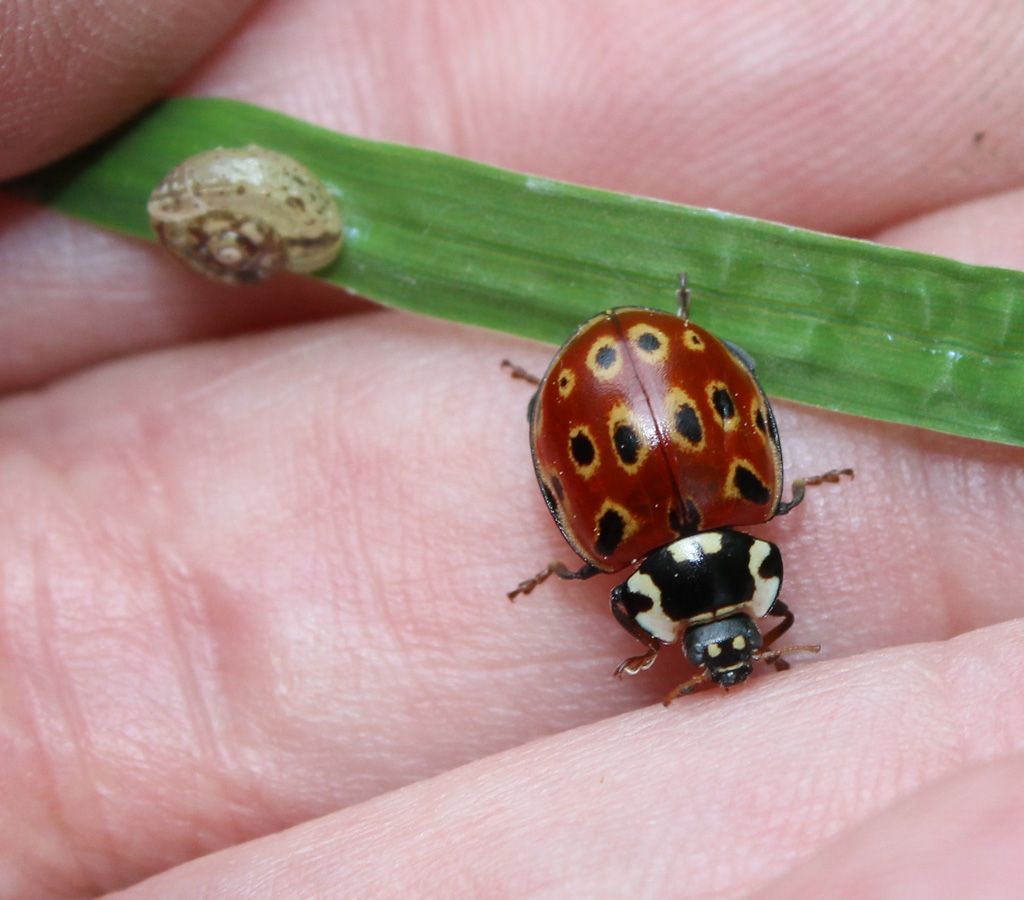 Anatis ocellata - Augenmarienkäfer Foto & Bild | insekten, natur, tiere ...