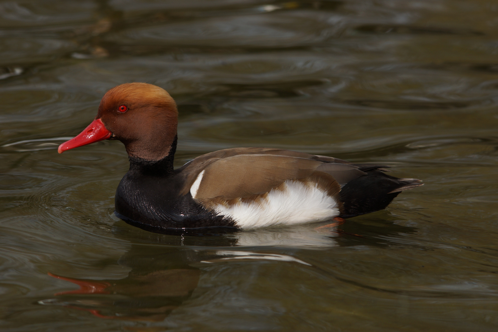 anatra a becco rosso Foto % Immagini| animali, uccelli allo stato ...