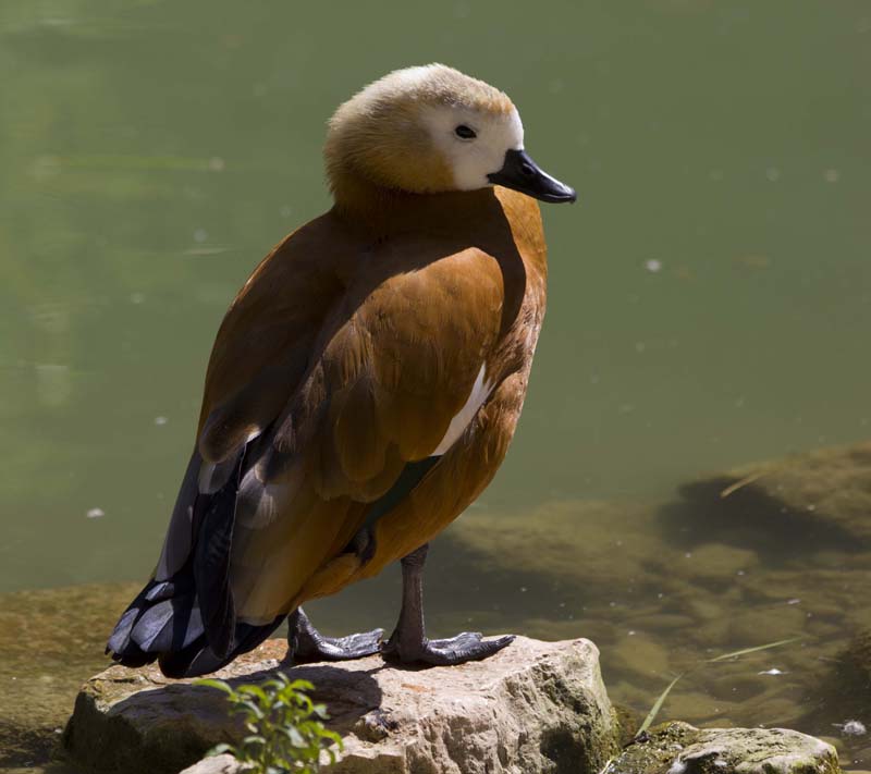 Anatra Foto % Immagini| animali, uccelli allo stato libero, animali ...