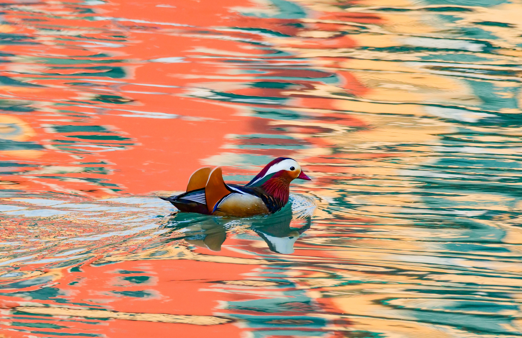 Anatra mandarino Foto % Immagini| fotos, nature, world Foto su ...