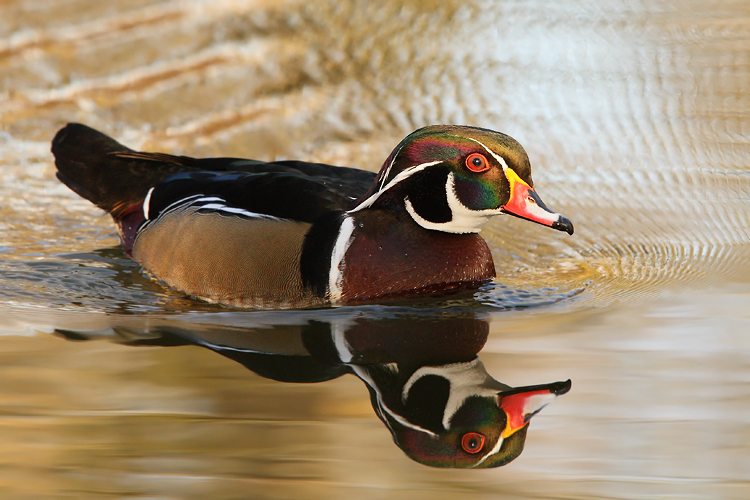 Anatra sposa Foto & Bild | enten, natura Bilder auf fotocommunity
