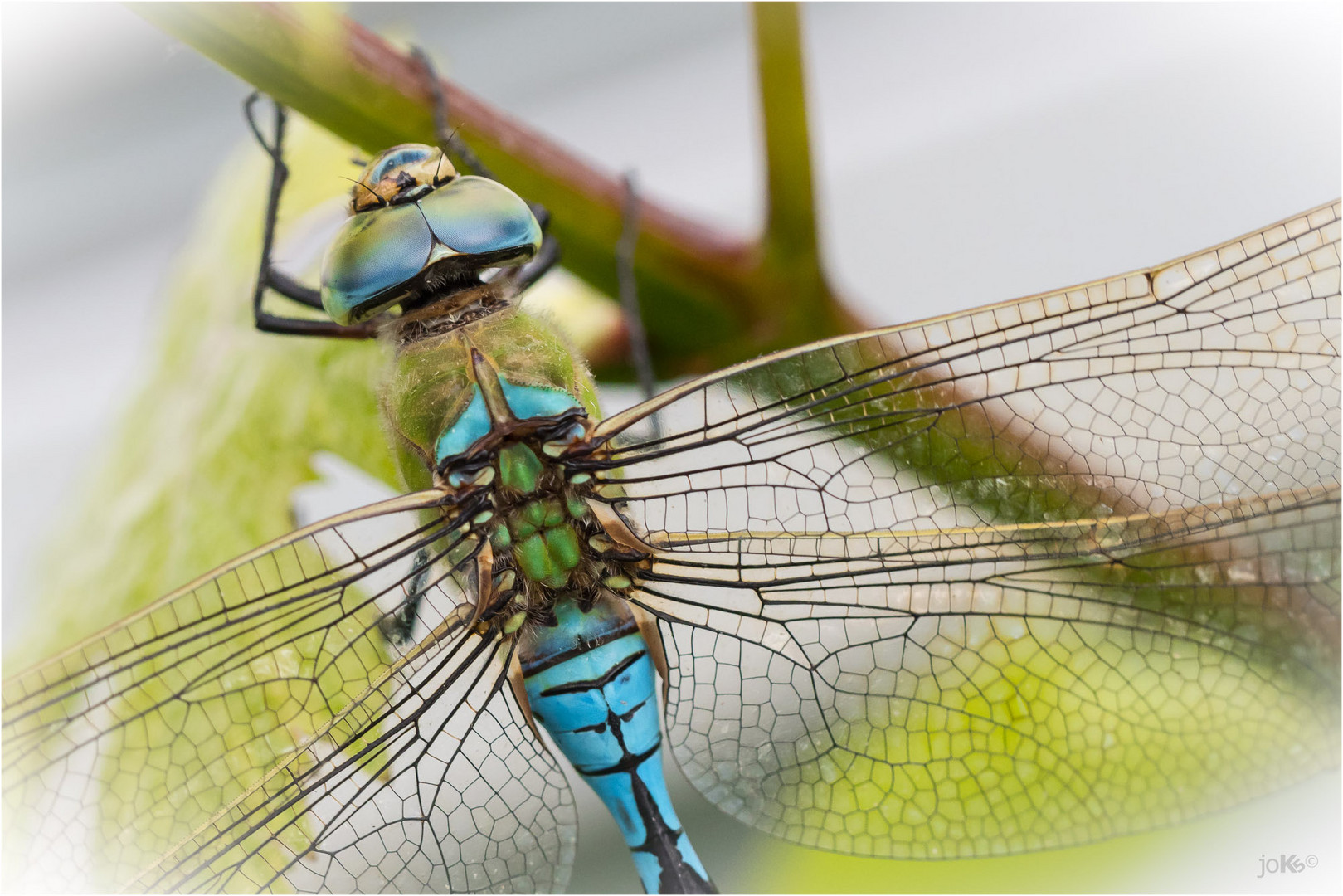 anax imperator Foto & Bild | tiere, wildlife, libellen Bilder auf fotocommunity