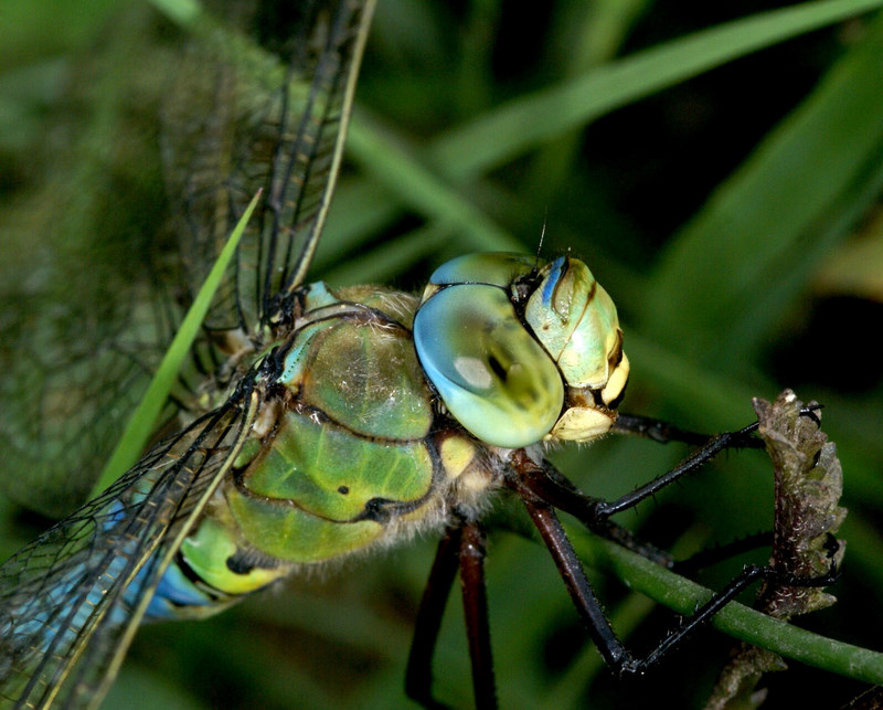 Anax imperator photo et image | macro nature, nature Images fotocommunity