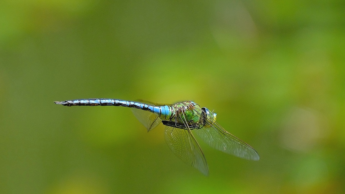 Anax Imperator Foto & Bild | tiere, wildlife, libellen Bilder auf ...