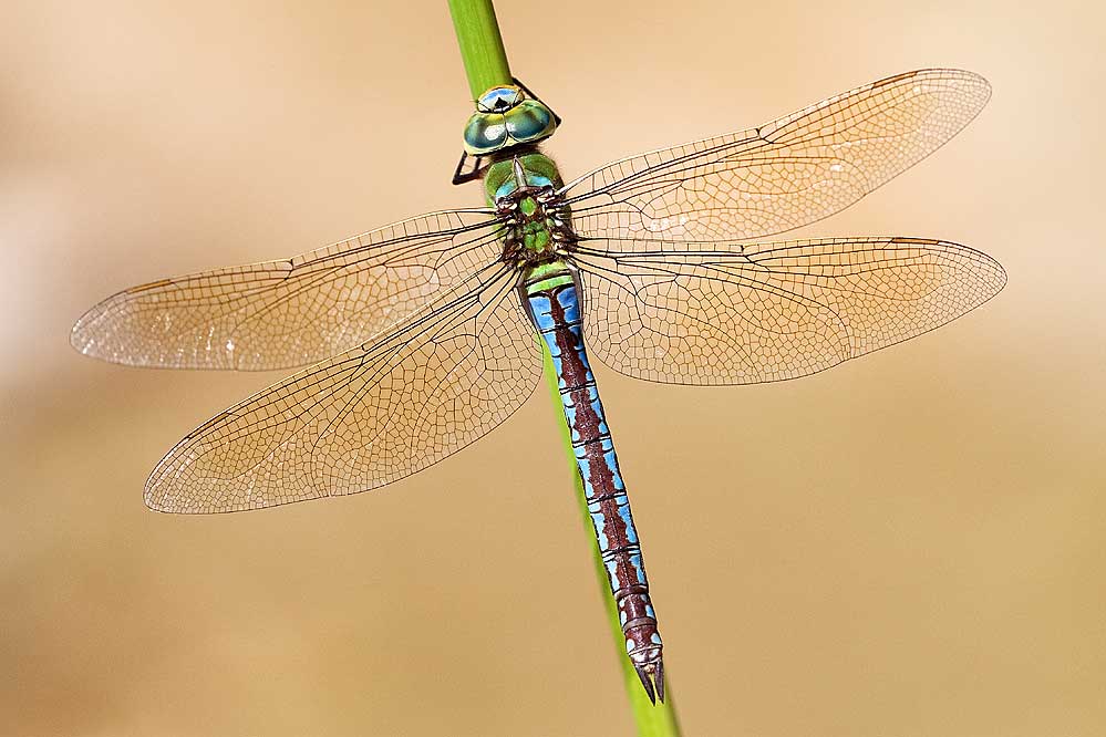 Anax imperator Imagen & Foto | animales, invertebrados , macros Fotos ...