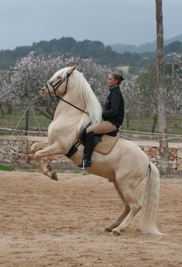 Andalusier in der Pesade Foto & Bild | tiere, haustiere, pferde, esel ...
