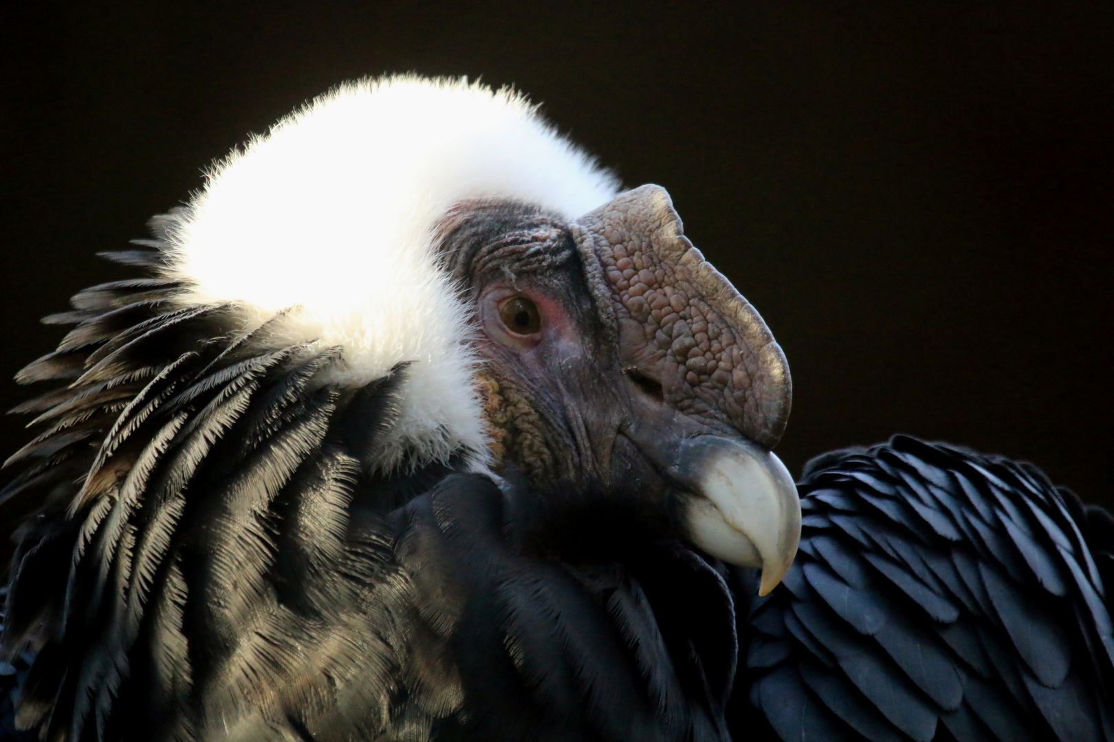 Anden Condor Foto & Bild | tiere, zoo, wildpark & falknerei, vögel ...