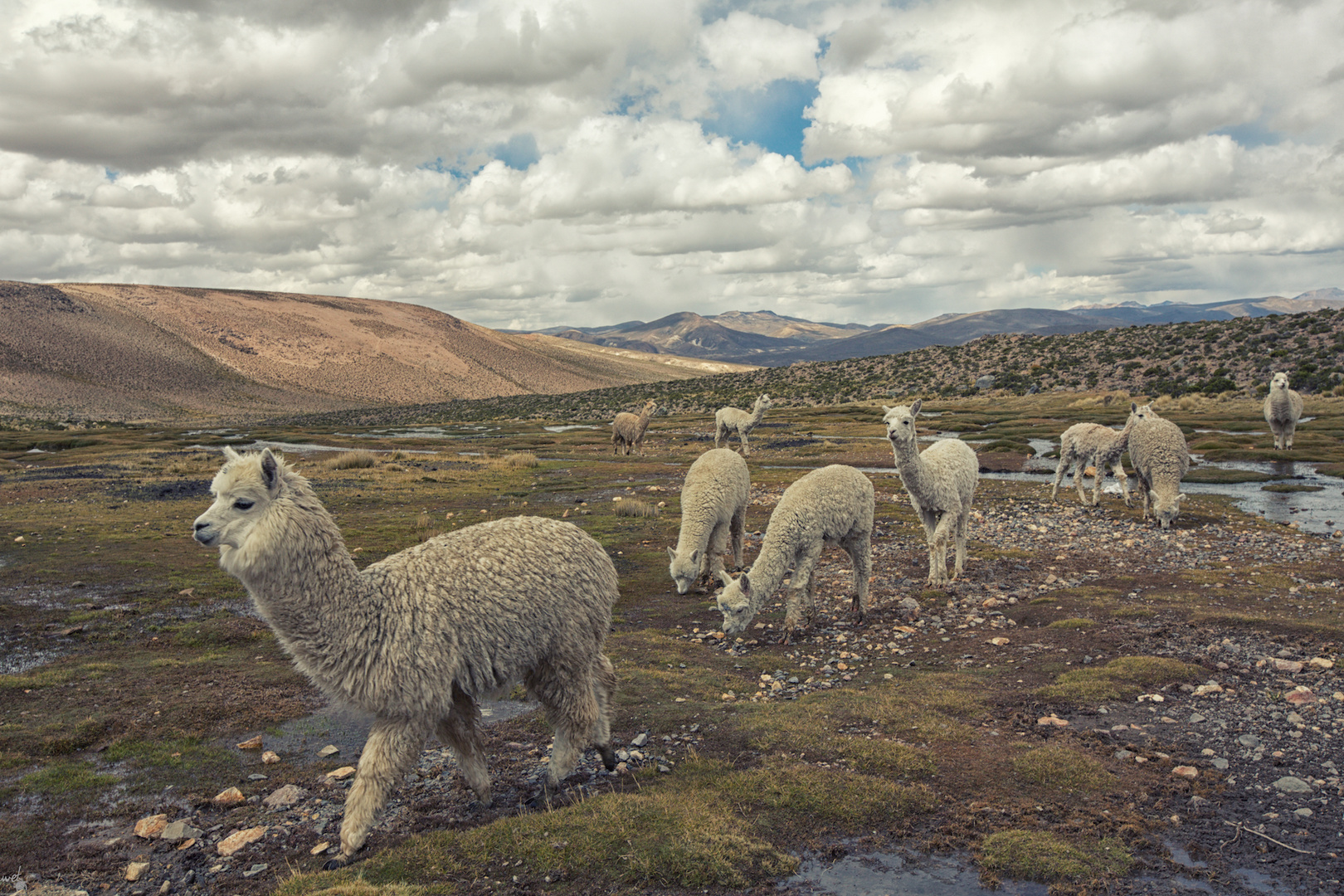Anden Impressionen Foto & Bild | south america, peru, Überwasser Bilder ...