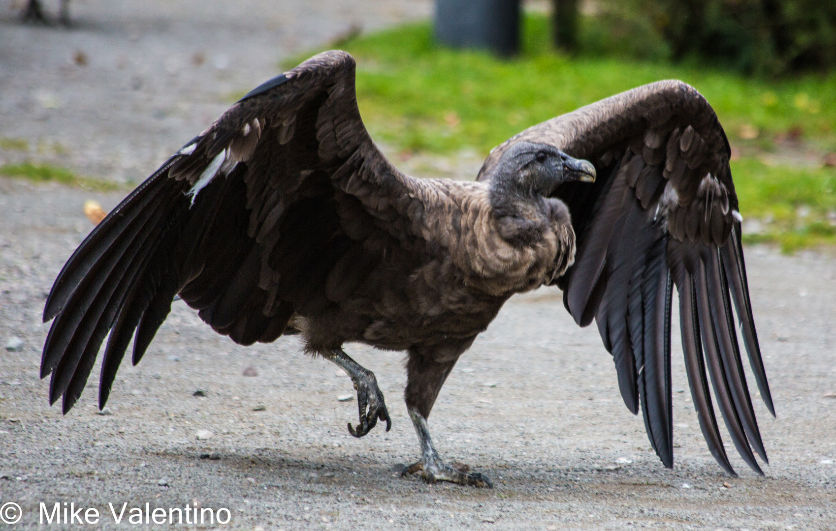 Anden Kondor Foto & Bild | tiere, wildlife, wild lebende vögel Bilder ...