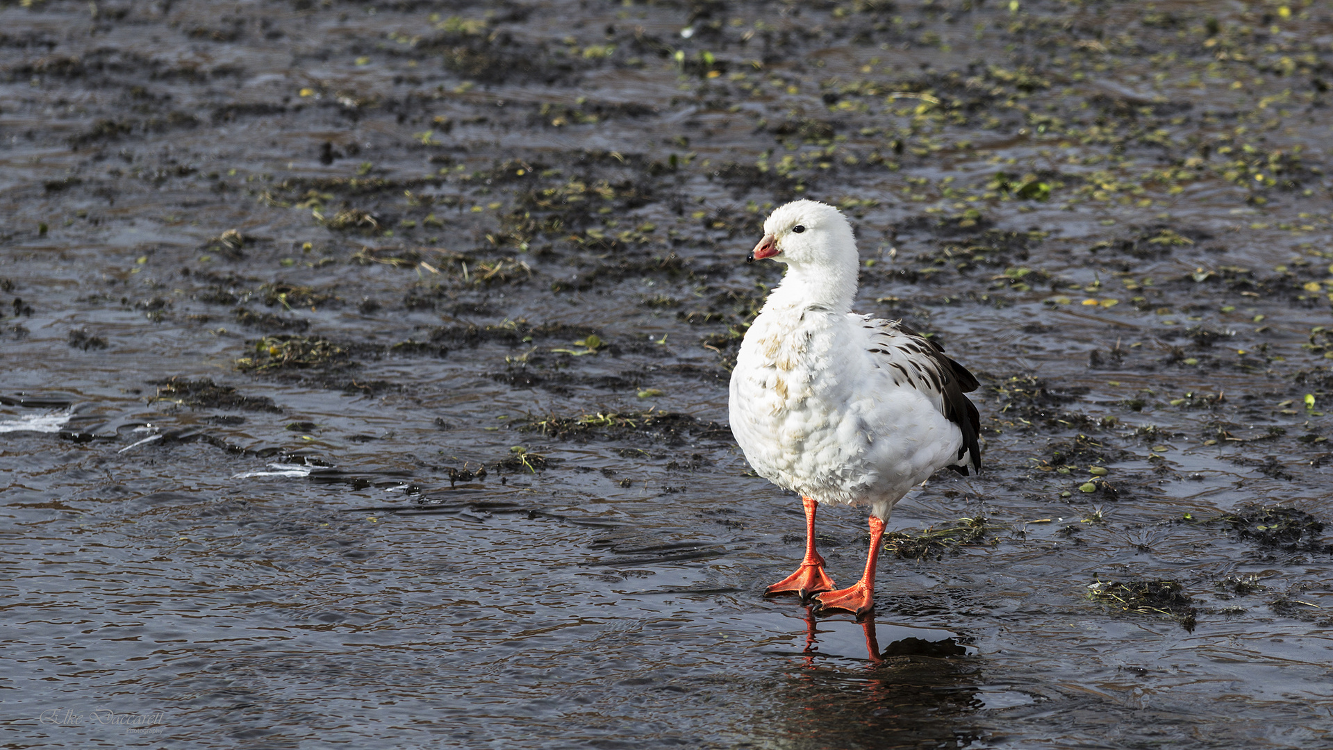 Andengans - Cauquén Foto & Bild | south america, tiere, wildlife Bilder ...