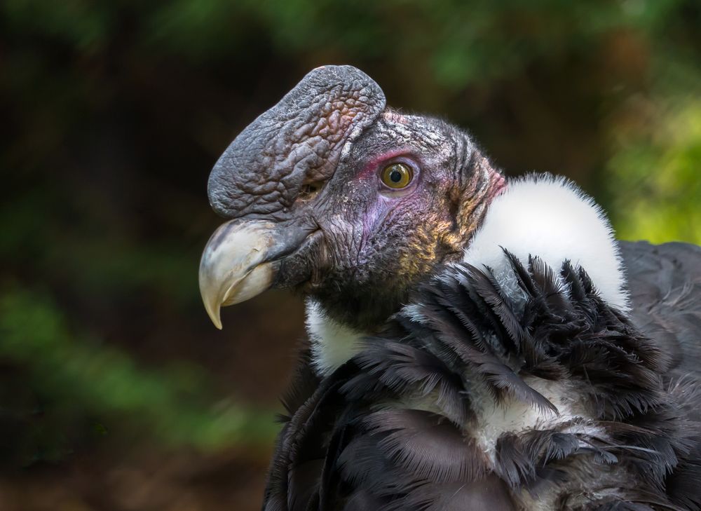 Andenkondor Foto & Bild | tiere, zoo, wildpark & falknerei, vögel ...