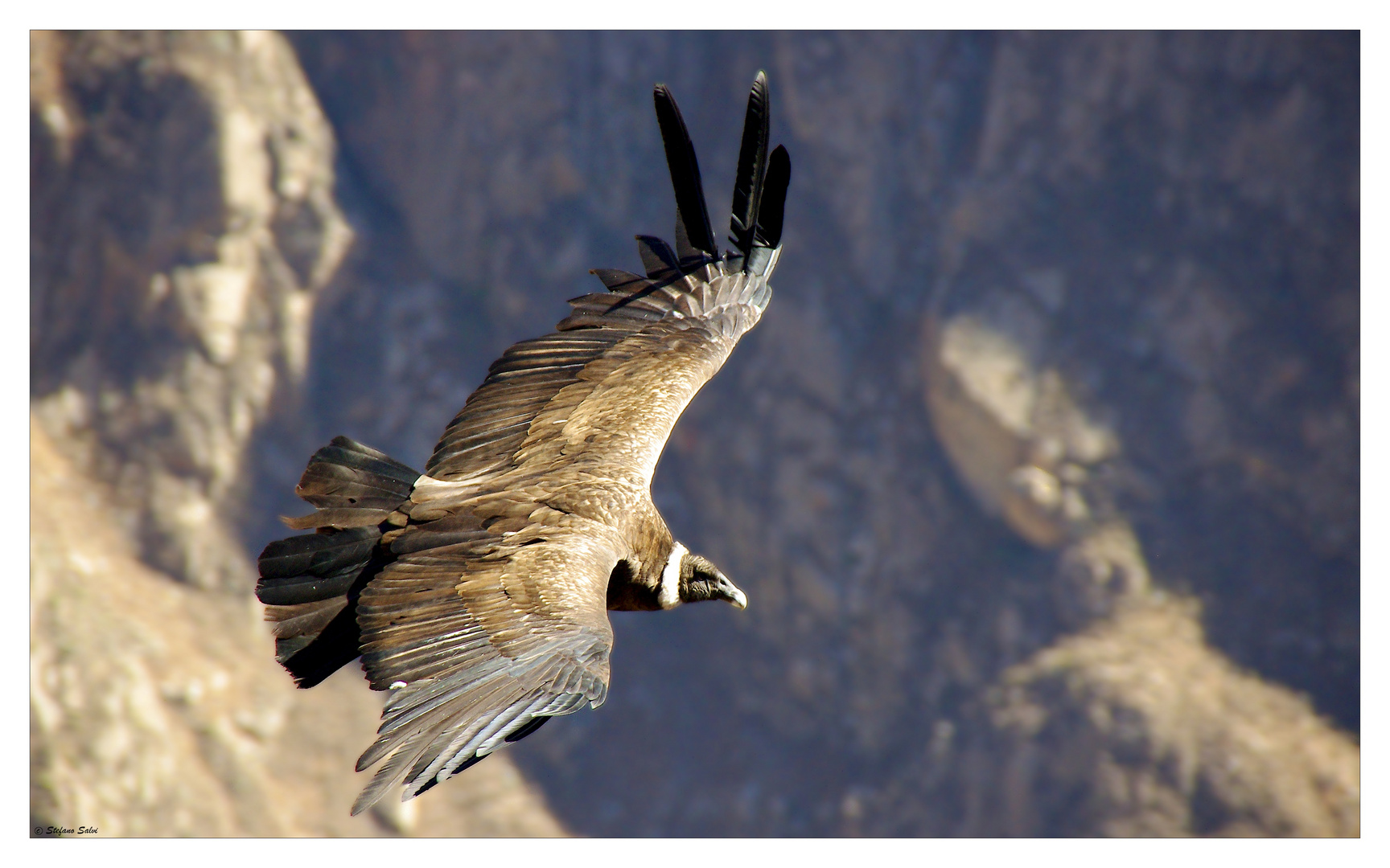 Andenkondor im Colca Canyon, Peru Foto & Bild | tiere, wildlife, wild ...