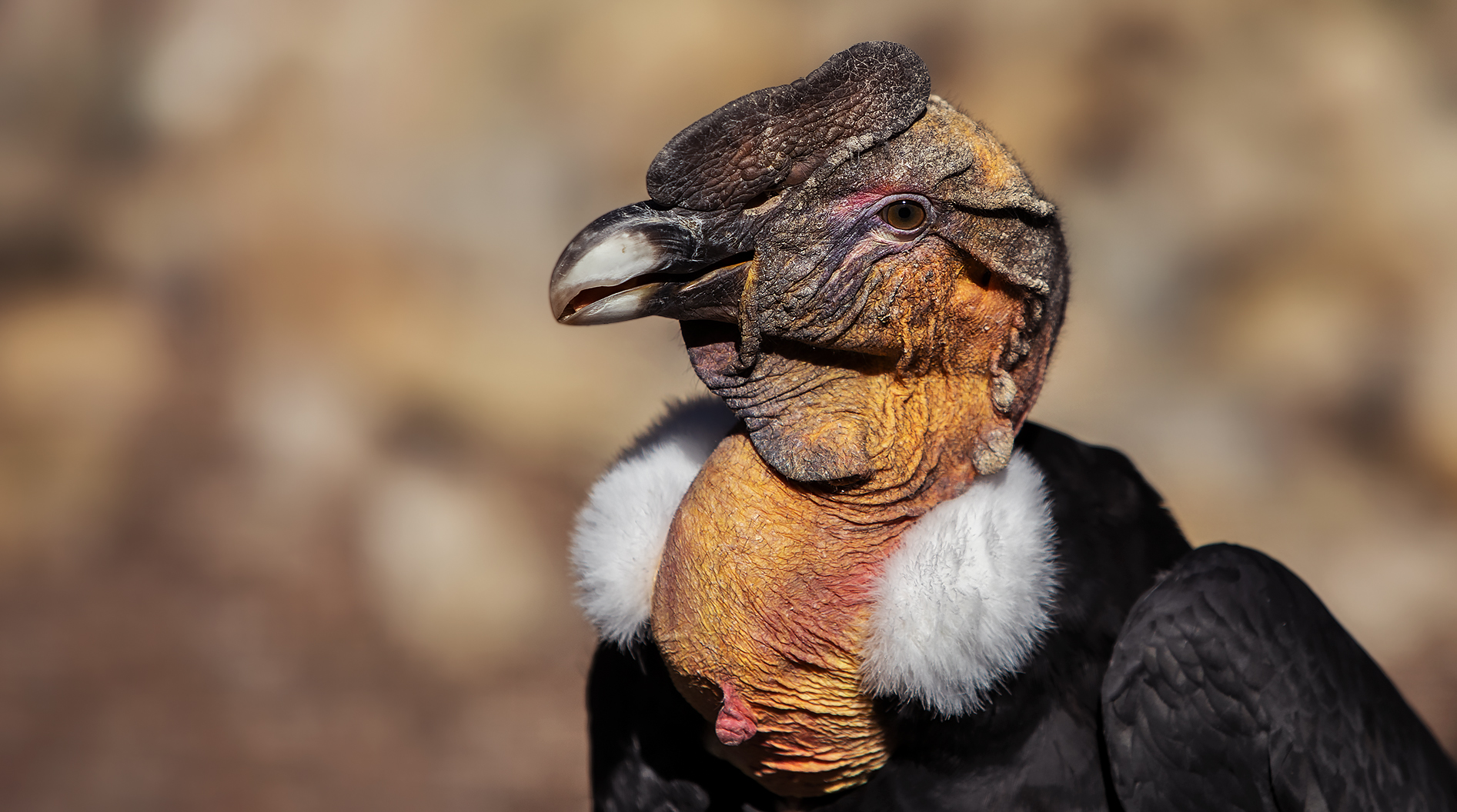 Andenkondor-Portrait 002 Foto & Bild | deutschland, europe, nordrhein ...