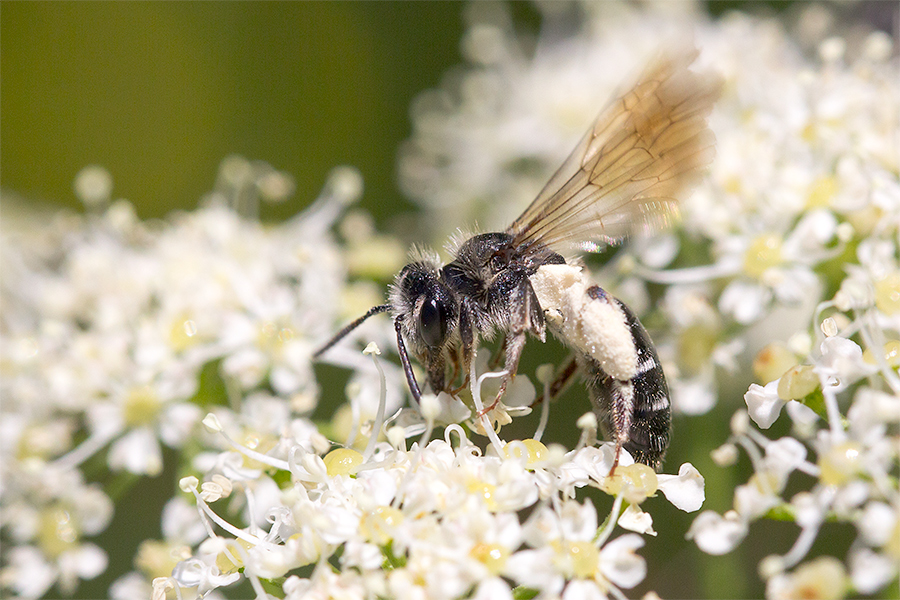 Andrena proxima Foto & Bild | natur, insekten, tiere Bilder auf ...