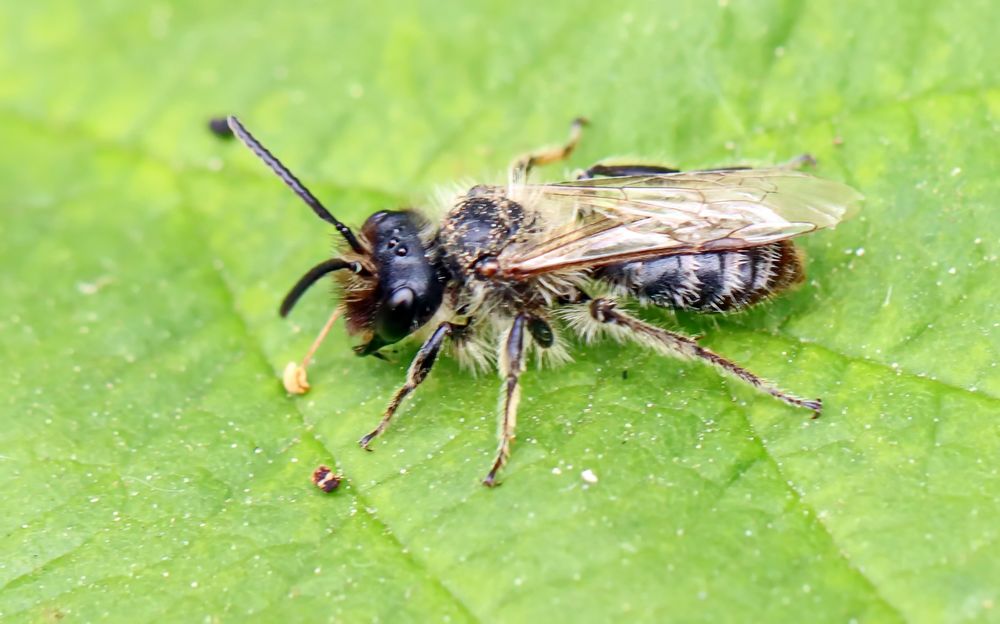Andrena sp. Foto & Bild | natur, insekten, tiere Bilder auf fotocommunity