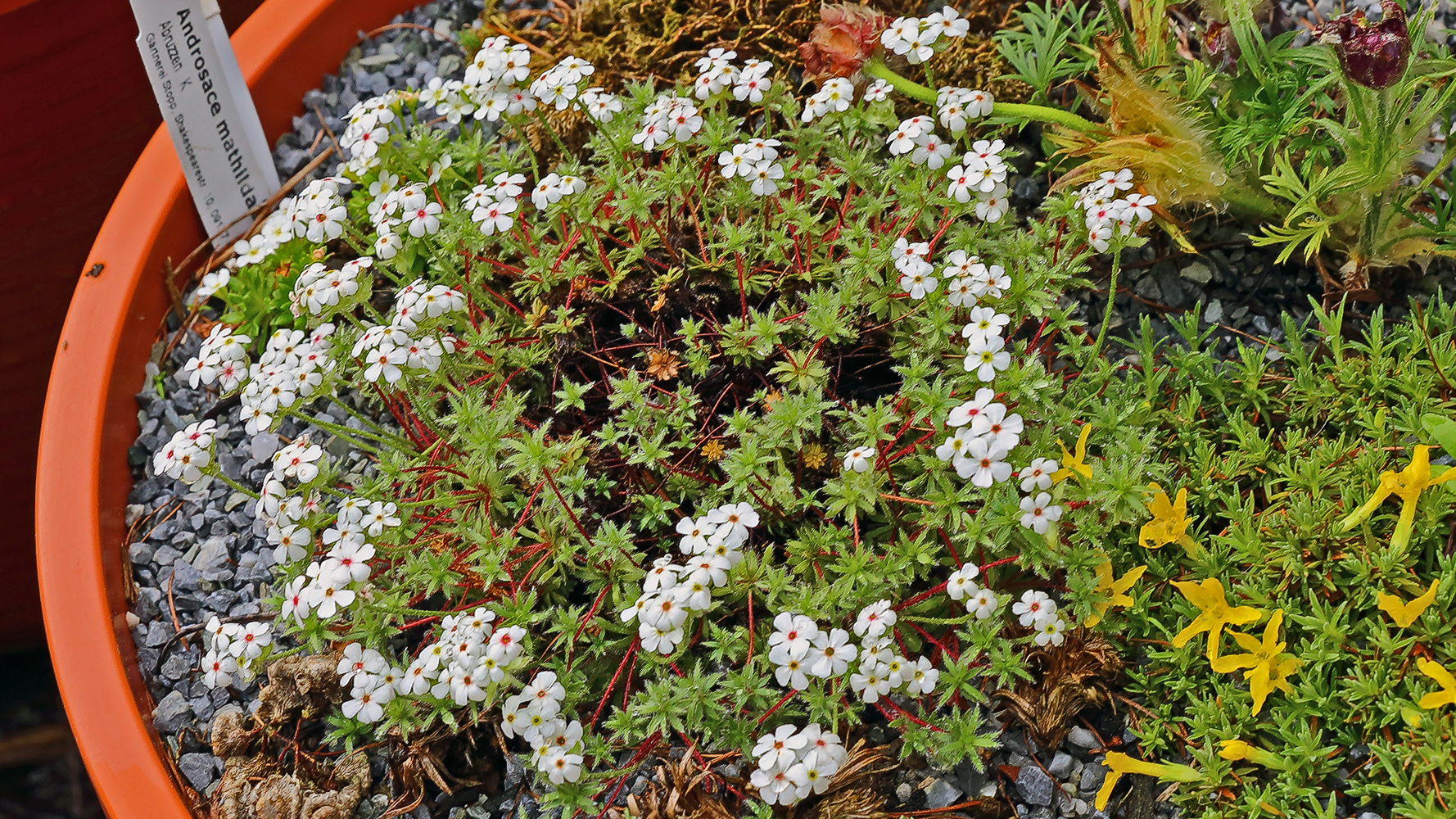 Androsace mathildae aus den Abruzzen und Appenninen... Foto & Bild ...