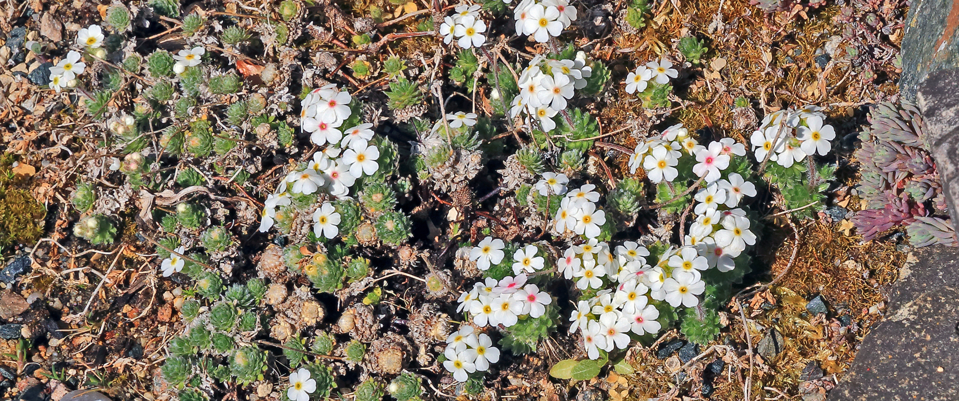 Androsace mathildae und es ist schon sehr außergewöhnlich... Foto ...