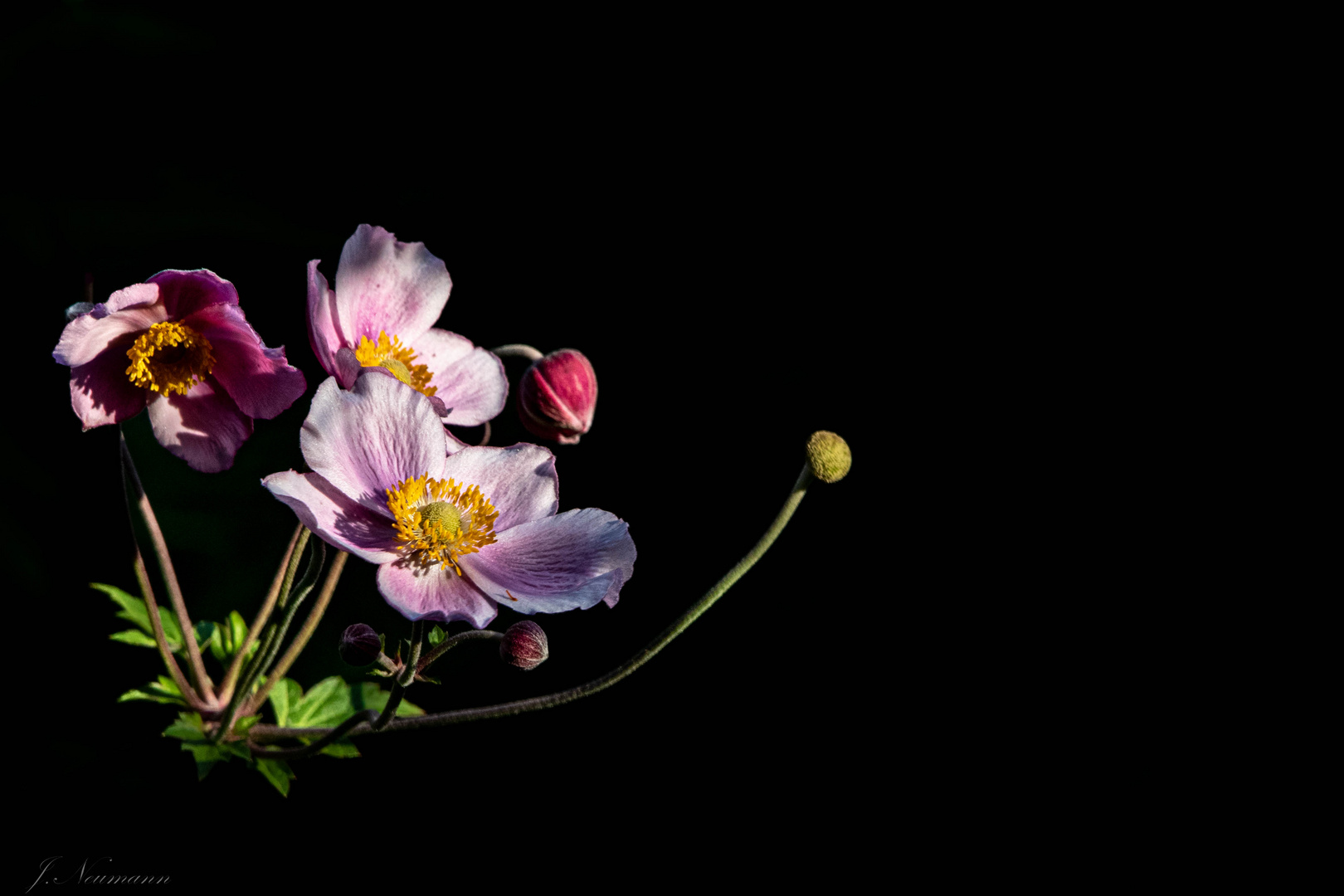 Anemone Foto & Bild | pflanzen, pilze & flechten, blüten ...