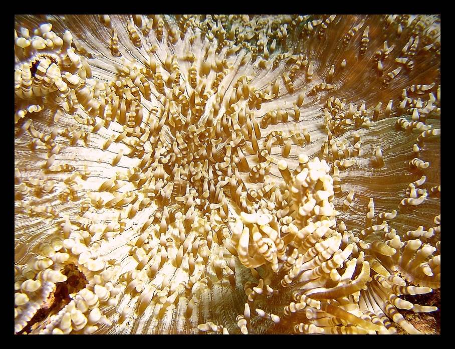 Anemone Foto & Bild | unterwasser, uw-salzwasser, natur-kreativ Bilder ...