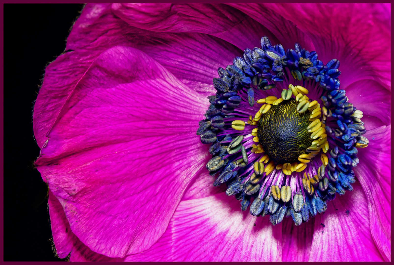 Anemone Foto & Bild | natur, nahaufnahme, blüte Bilder auf fotocommunity