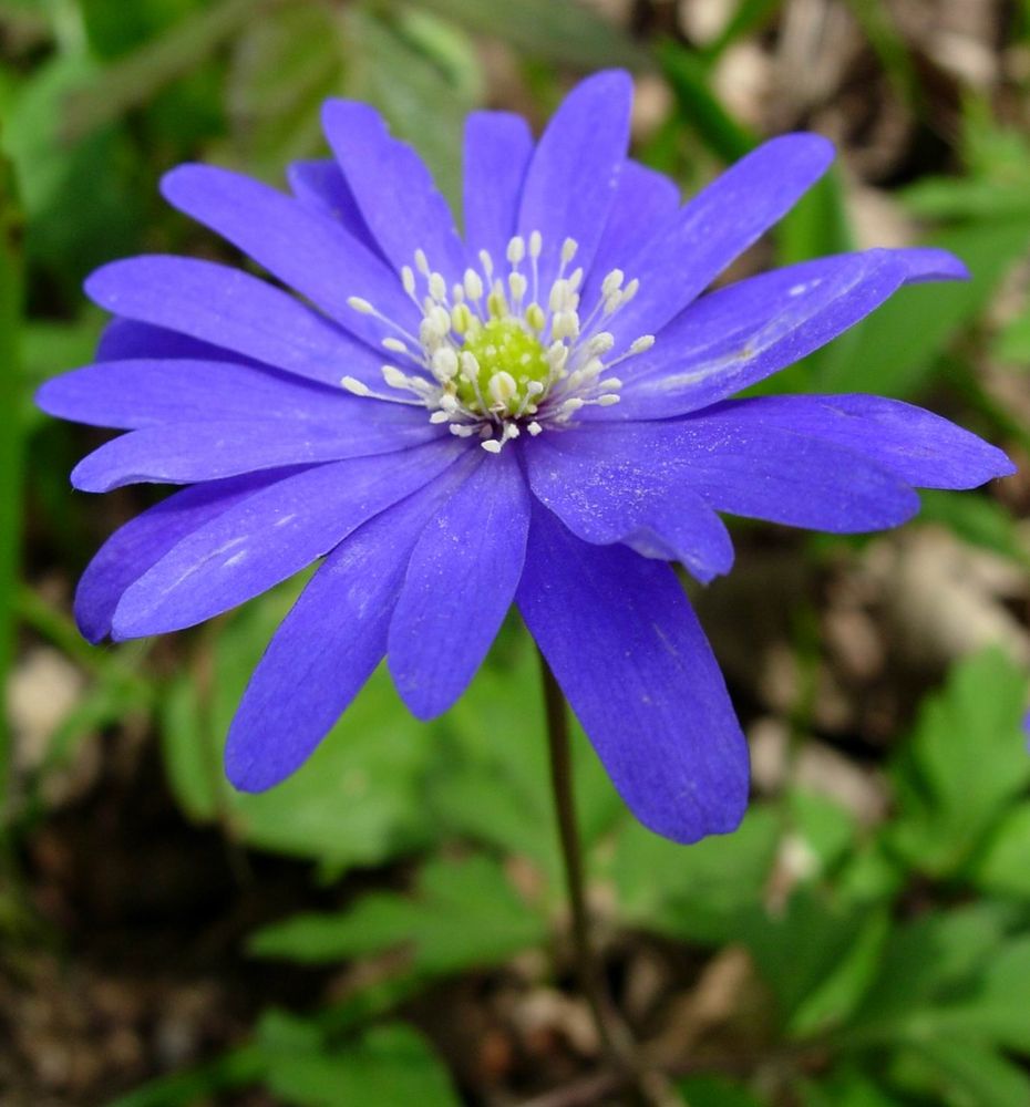 anemone blu Foto % Immagini| piante, fiori e funghi, natura Foto su ...