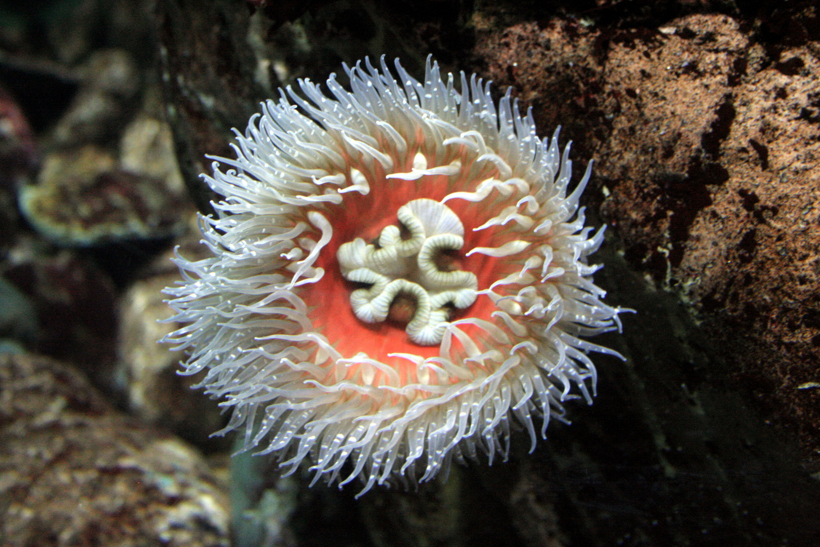 anémone de mer photo et image | images sous-marines, lisbonne, nature ...