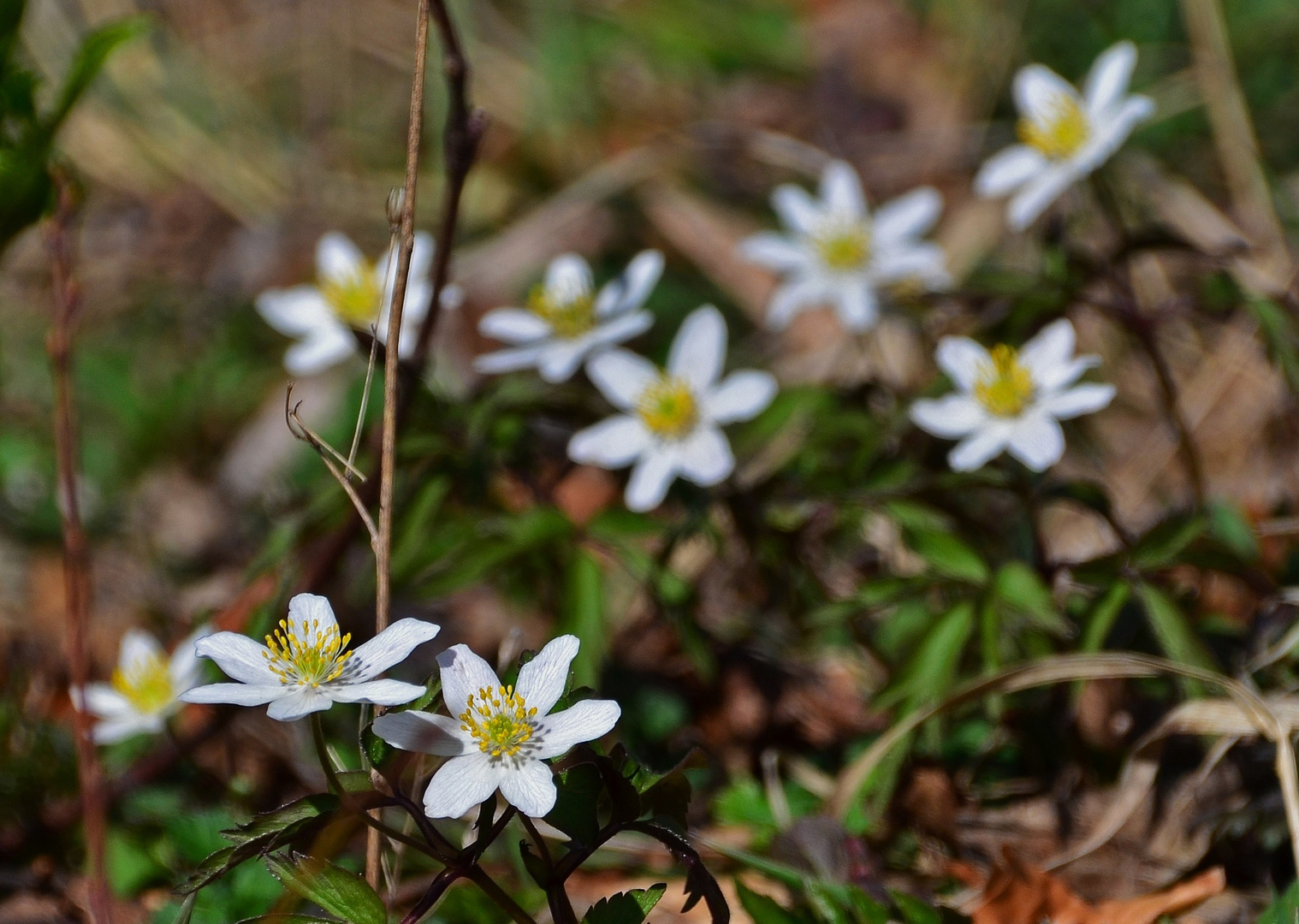 Anemonen Foto & Bild | pflanzen, pilze & flechten, blüten- & kleinpflanzen, jahreszeiten Bilder ...