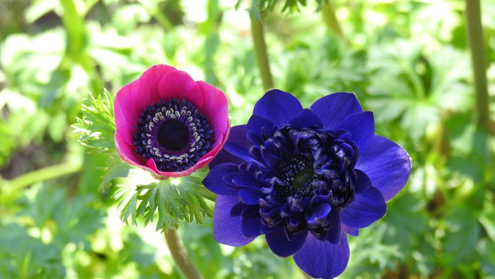 Anemonen Foto & Bild | pflanzen, pilze & flechten, blüten- & kleinpflanzen, blumen Bilder auf ...