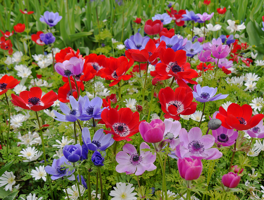 Anemonen Foto & Bild | pflanzen, pilze & flechten, blüten- & kleinpflanzen, gartenpflanzen und ...