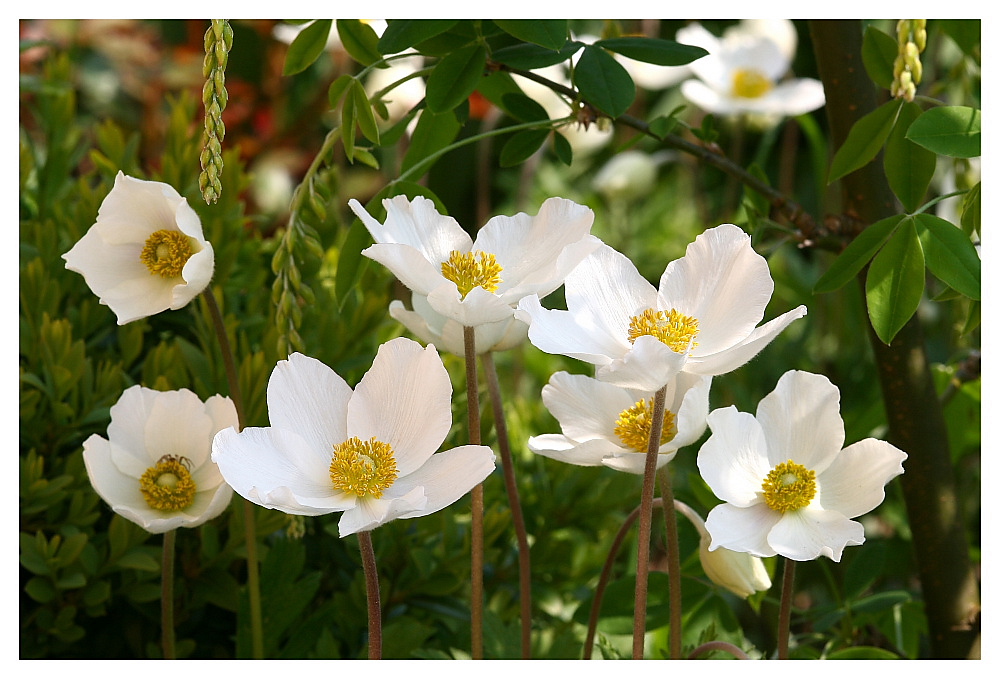Anemonen Foto & Bild | pflanzen, pilze & flechten, blüten- & kleinpflanzen, gartenpflanzen und ...