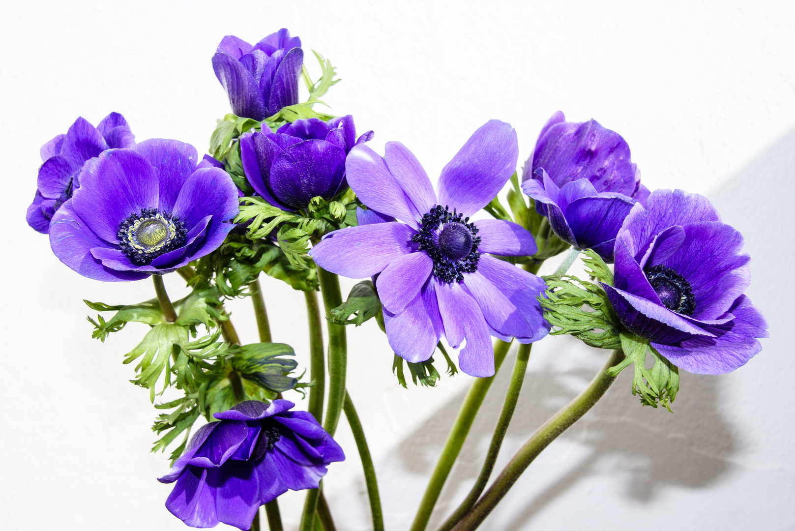 Anemonen Foto & Bild | pflanzen, pilze & flechten, blüten- & kleinpflanzen, wildpflanzen Bilder ...