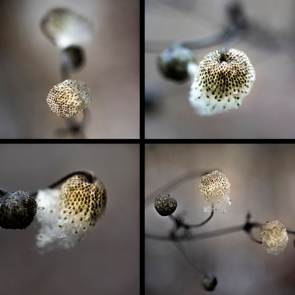 Anemonen beim Abschied Foto & Bild | pflanzen, pilze & flechten, blüten- & kleinpflanzen, fotos ...