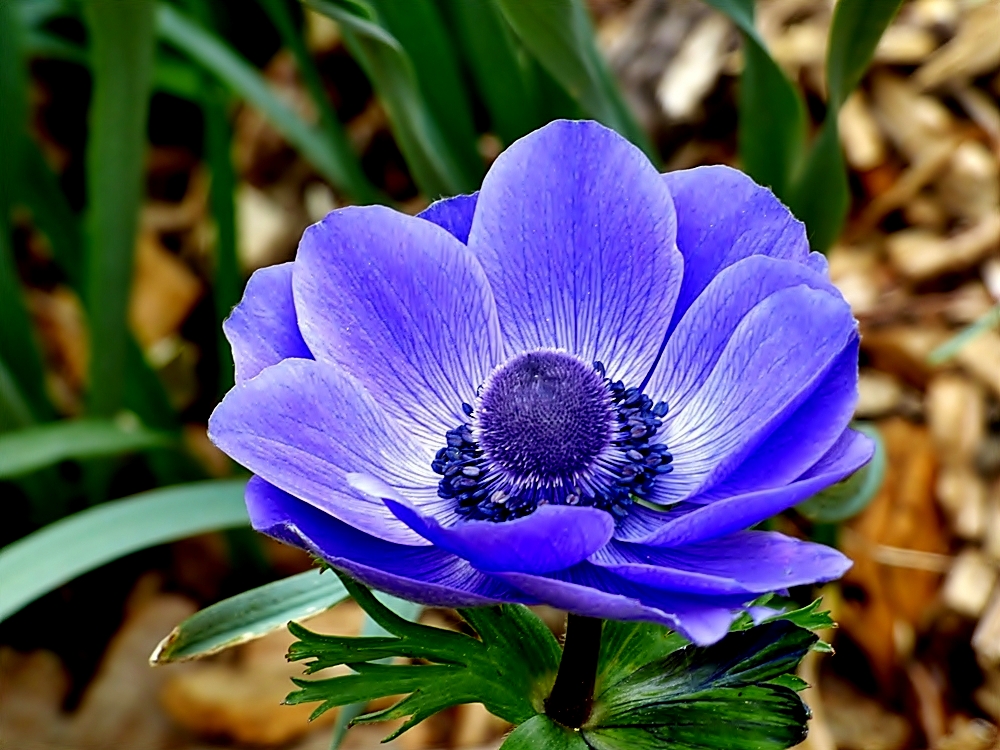 Anemonen-Blüte. Foto & Bild | pflanzen, pilze & flechten, blüten- & kleinpflanzen ...