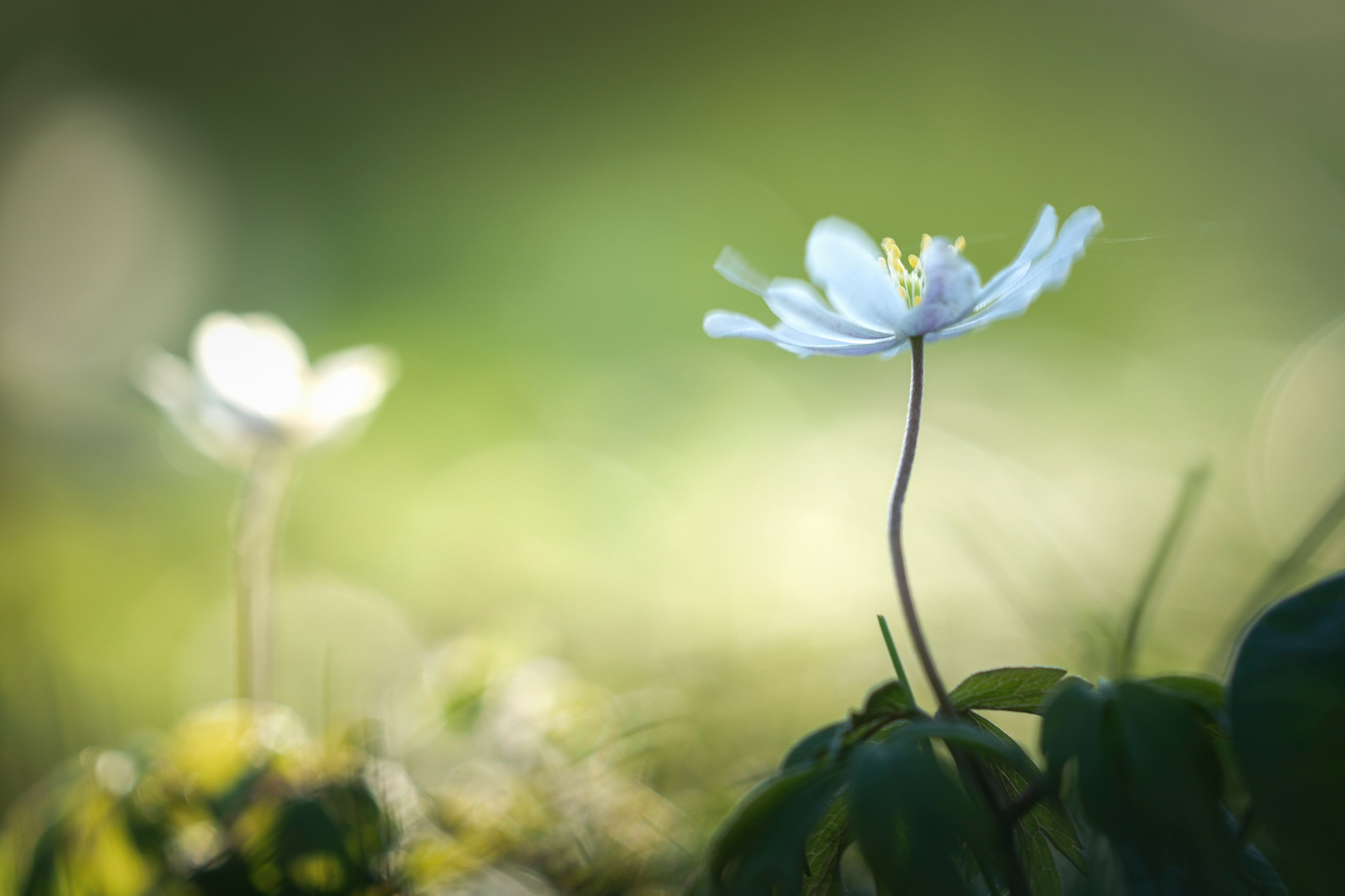 Anemonen Foto & Bild | pflanzen, pilze & flechten, blüten- & kleinpflanzen, wildpflanzen Bilder ...