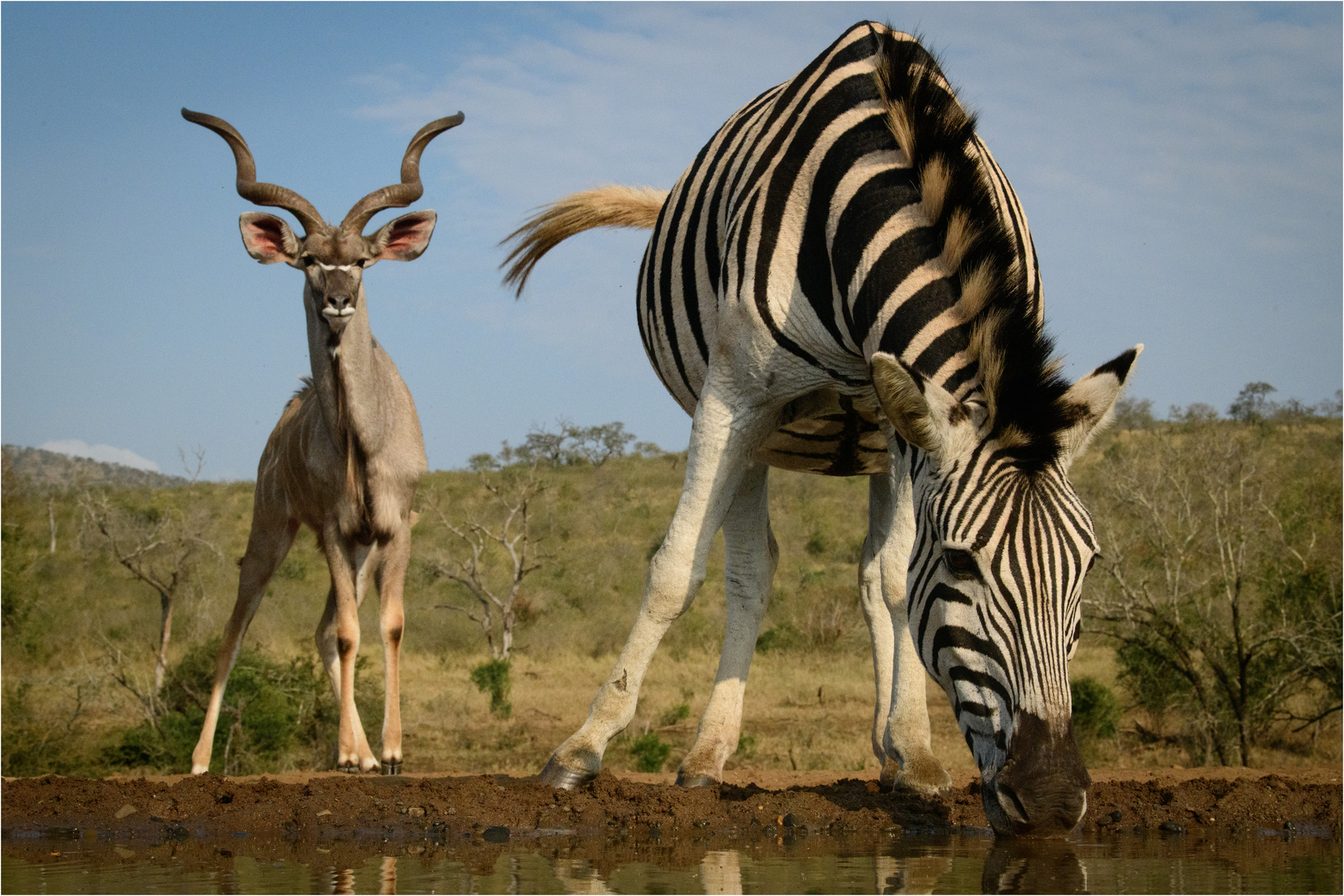 Anerkennende Blicke Foto & Bild | africa, southern africa, south africa ...