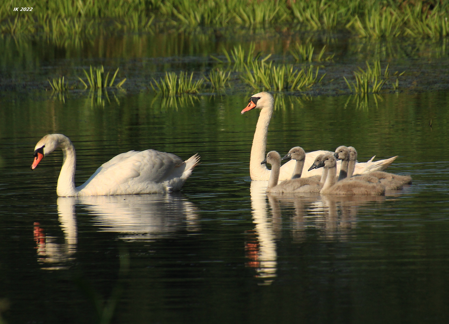 Anfang Juli...... Foto & Bild | spezial, natur, tiere Bilder auf ...