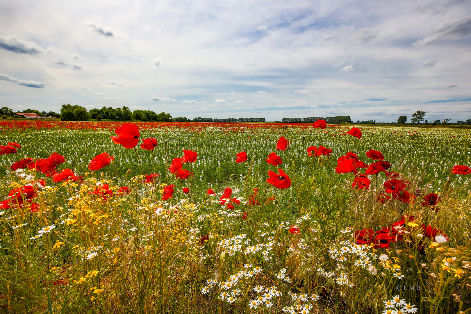 Anfang Juni in Brandenburg Foto & Bild | kornblumen, sommer, felder ...