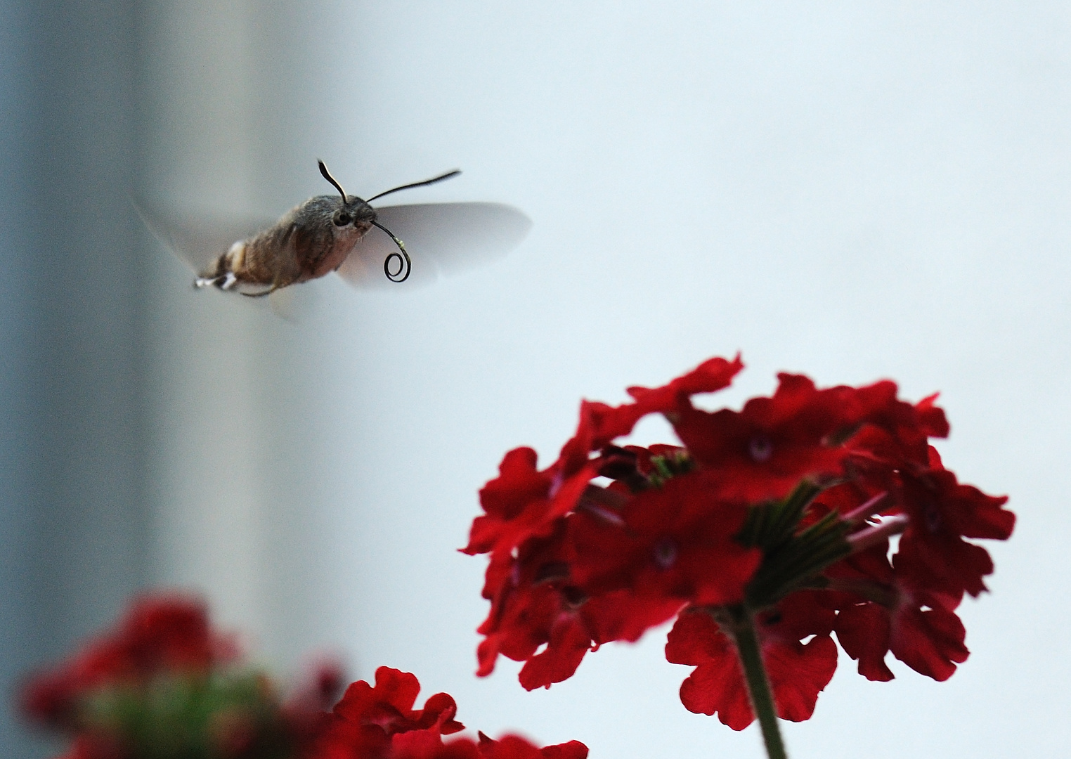 Anfliegendes Rüsseltier Foto & Bild | tiere, wildlife, insekten Bilder ...
