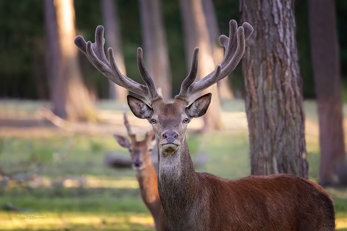 ...Angeber... Foto & Bild | natur, tier, tiere Bilder auf fotocommunity