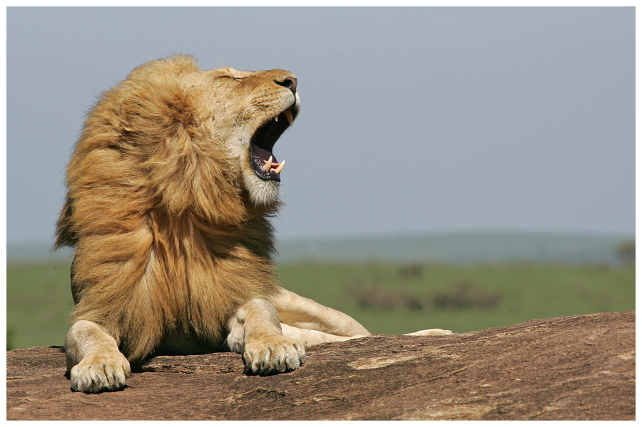 Angeber Foto & Bild | tiere, wildlife, säugetiere Bilder auf fotocommunity