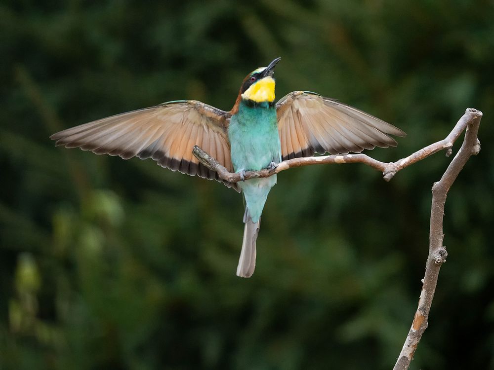 Angeber Foto & Bild | natur, tiere, vögel Bilder auf fotocommunity