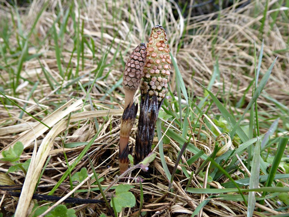 angelehnt Foto & Bild | pflanzen, pilze & flechten, blüten- & kleinpflanzen, wildpflanzen Bilder ...