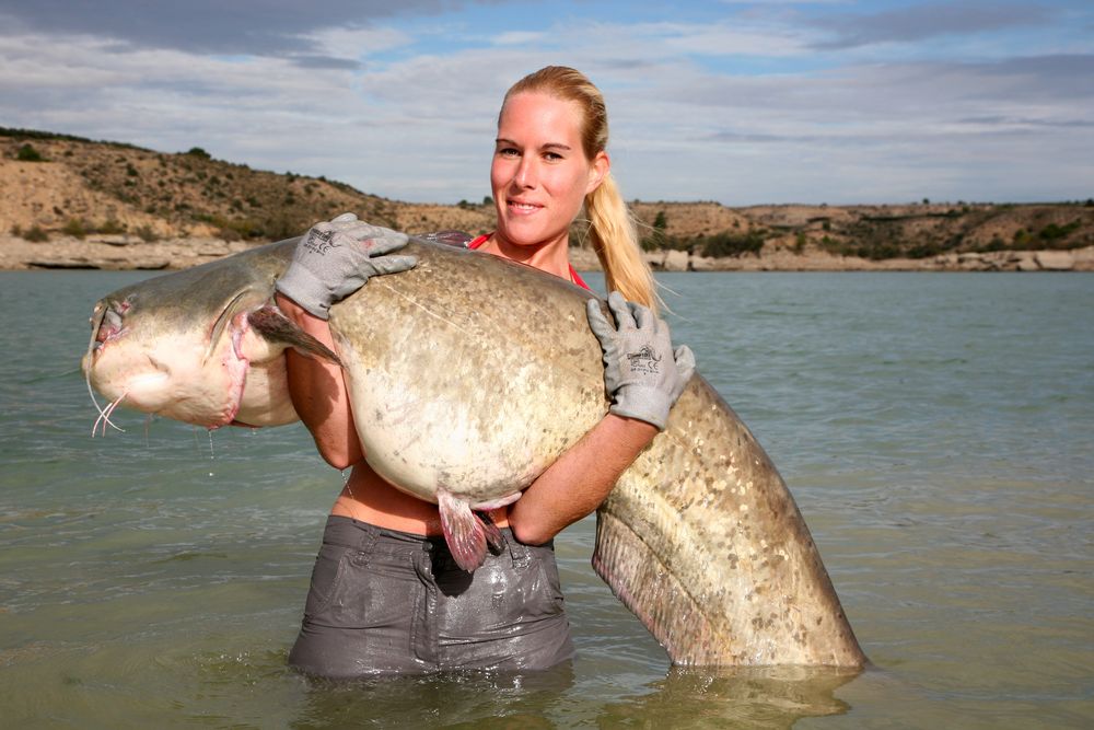 Angeln auf Wels Großwels Foto & Bild | tiere, wildlife, fische Bilder ...