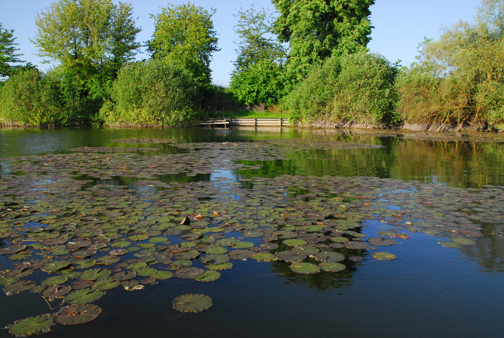 Angelsee bei Greffern Foto & Bild | stillleben, see, flüsse,, angelsee ...