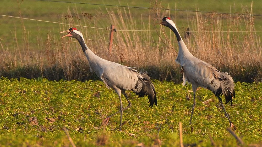---angenehmes "Geschrei"! Foto & Bild | natur, tiere, wildlife Bilder ...