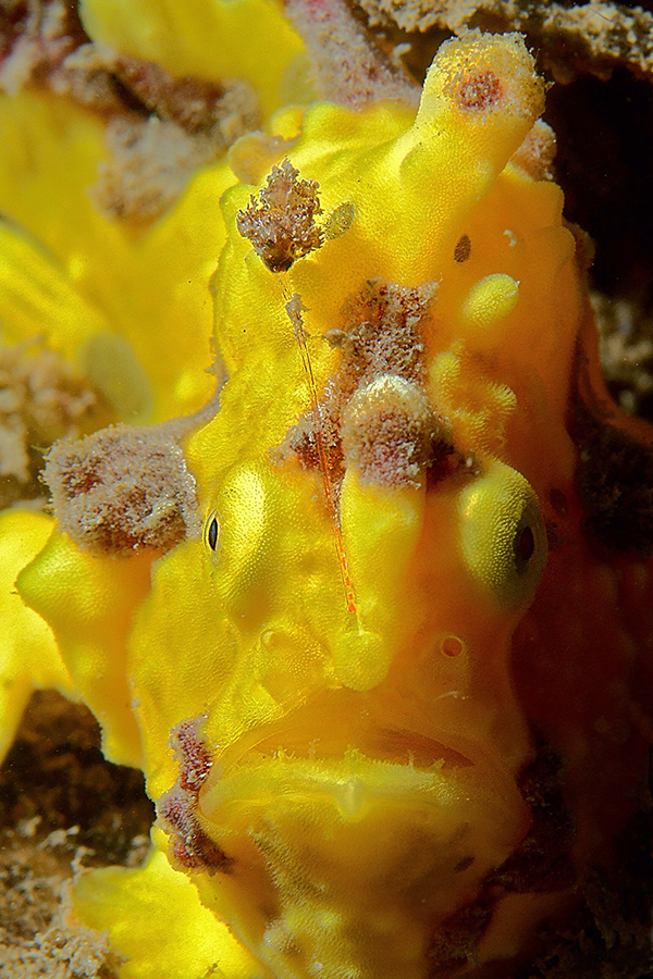 Anglerfisch Foto & Bild | unterwasser, uw-salzwasser, natur-kreativ ...