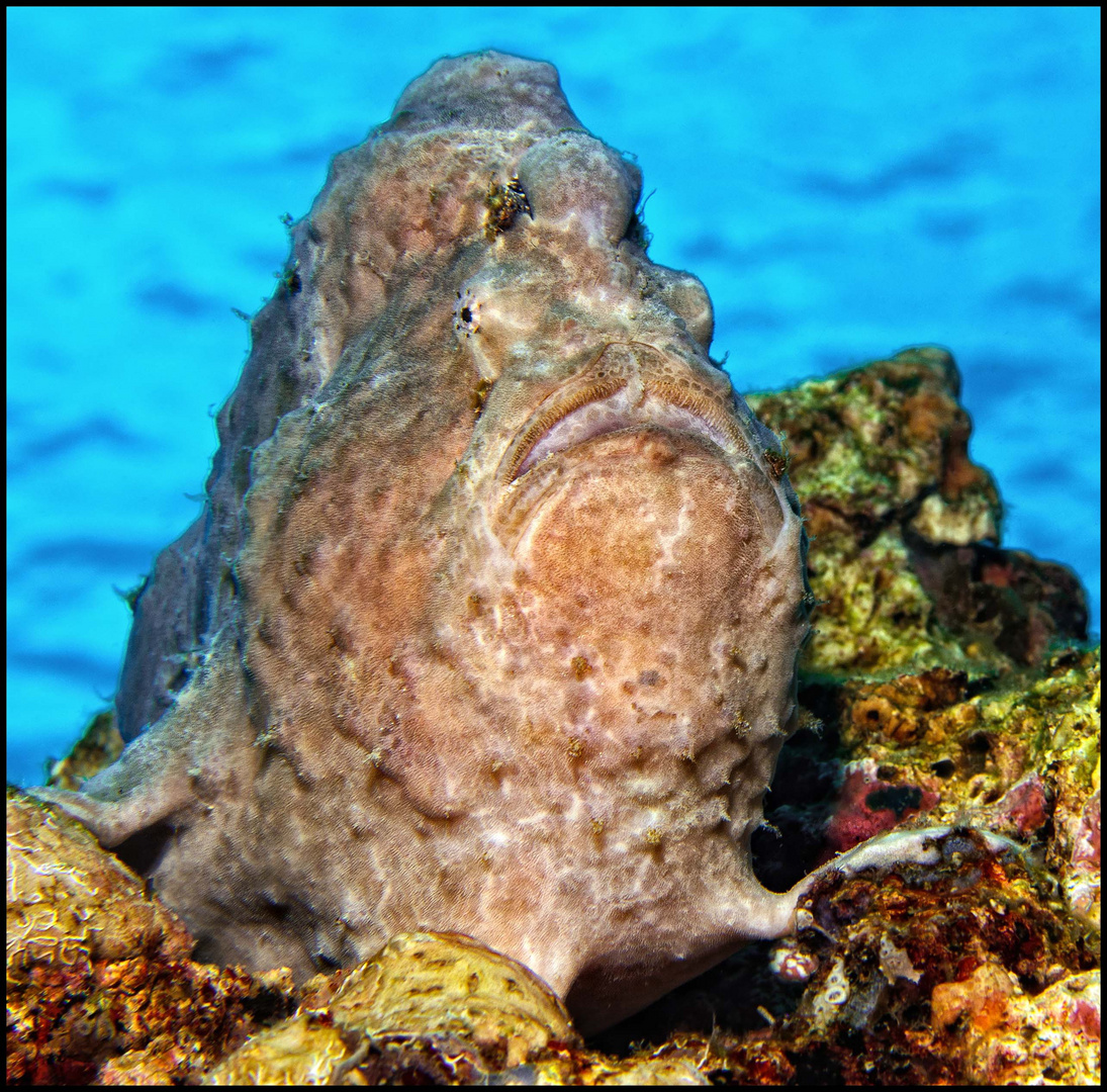 Anglerfisch Foto & Bild | unterwasser, uw-salzwasser, natur-kreativ ...