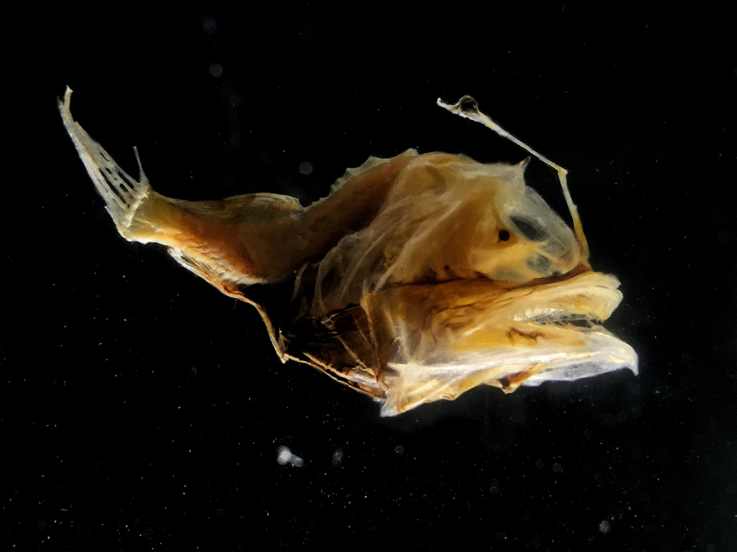 Anglerfisch Foto & Bild | natur, tiere, wildlife Bilder auf fotocommunity